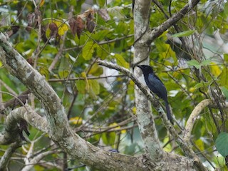 Palawan Drongo - eBird
