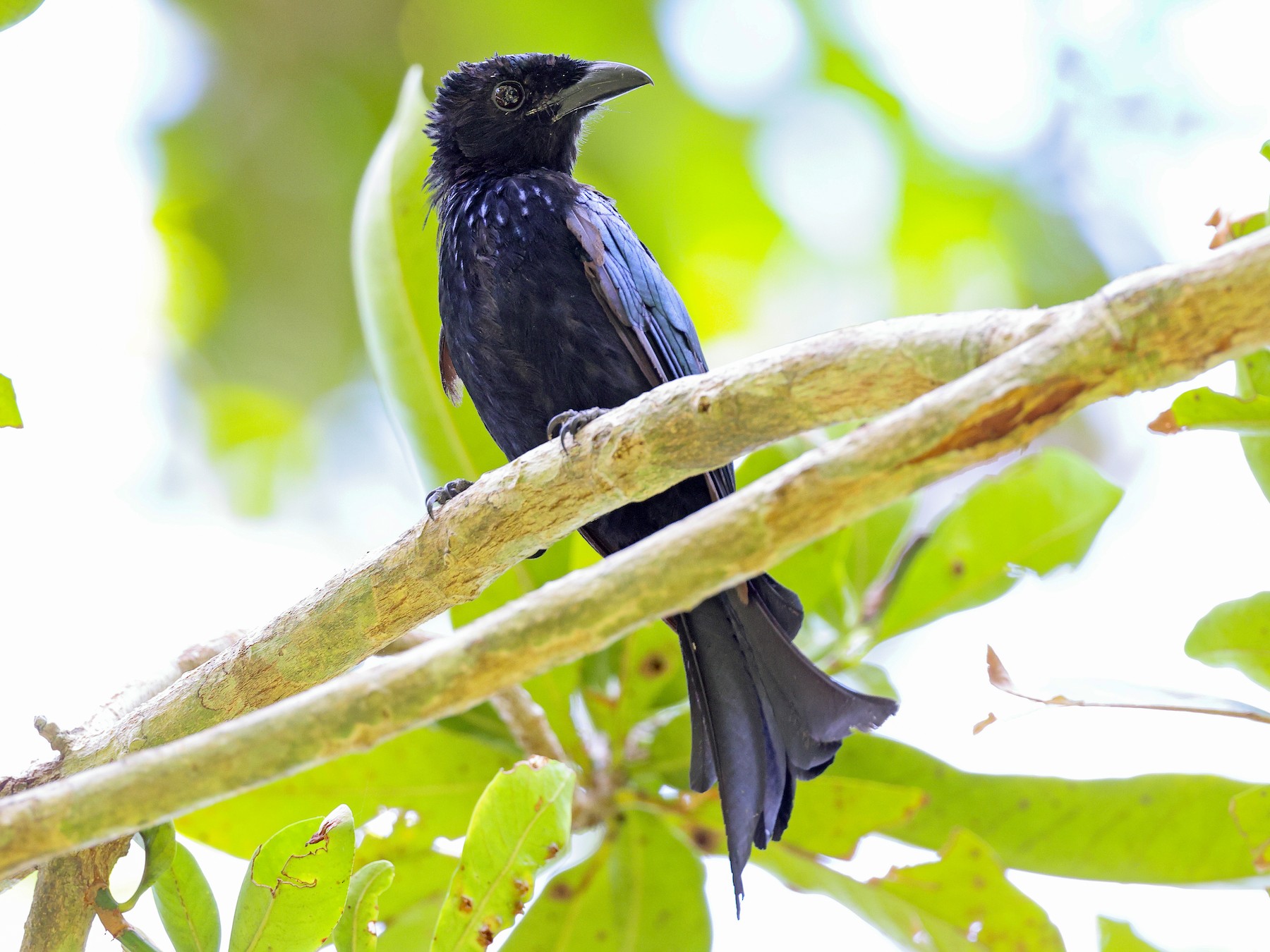 Drongo de Palawan - eBird