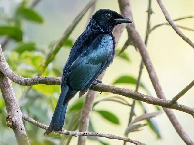 Photos - Short-tailed Drongo - Dicrurus striatus - Birds of the World