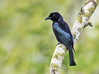 Short-tailed Drongo - eBird