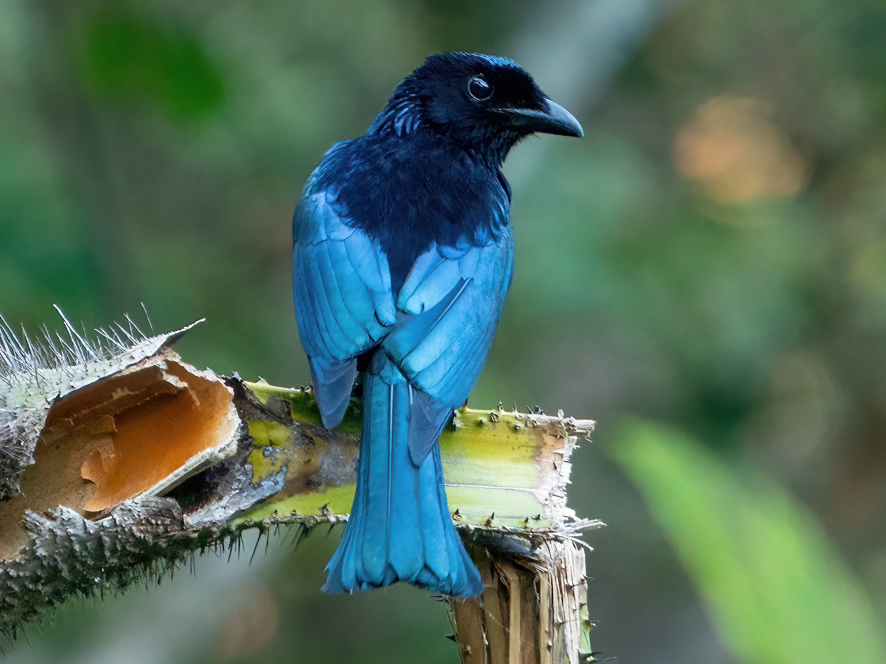 Short-tailed Drongo - eBird