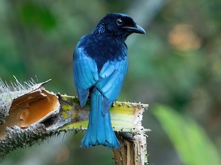 Short-tailed Drongo - eBird