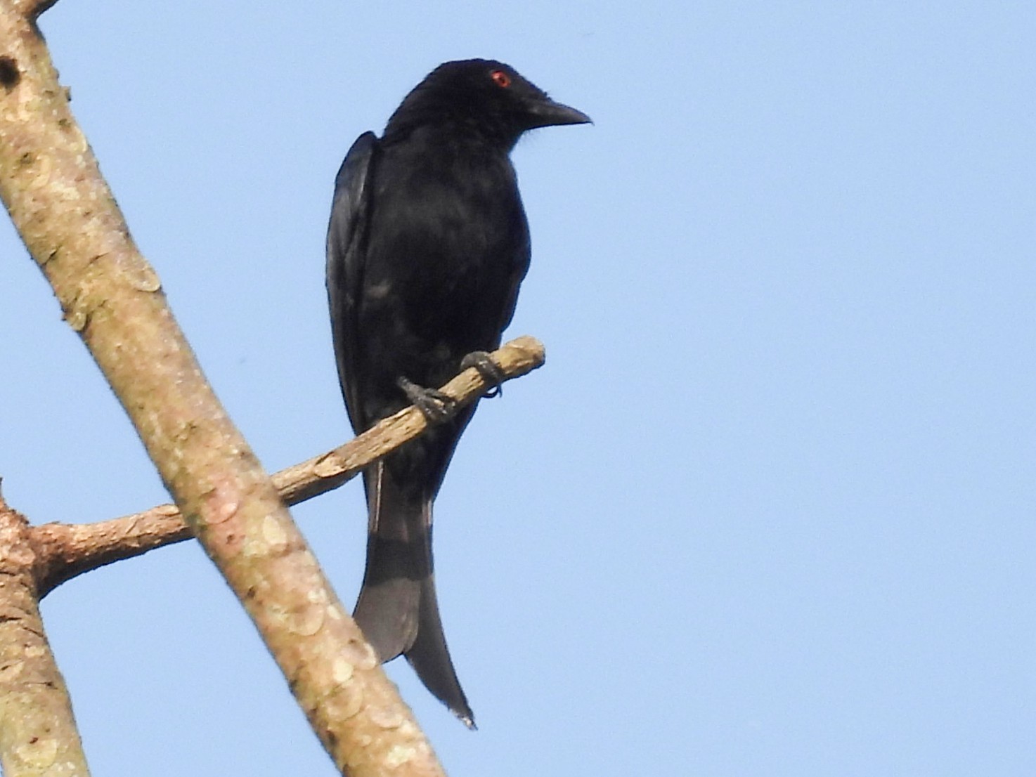 Velvet-mantled Drongo - eBird