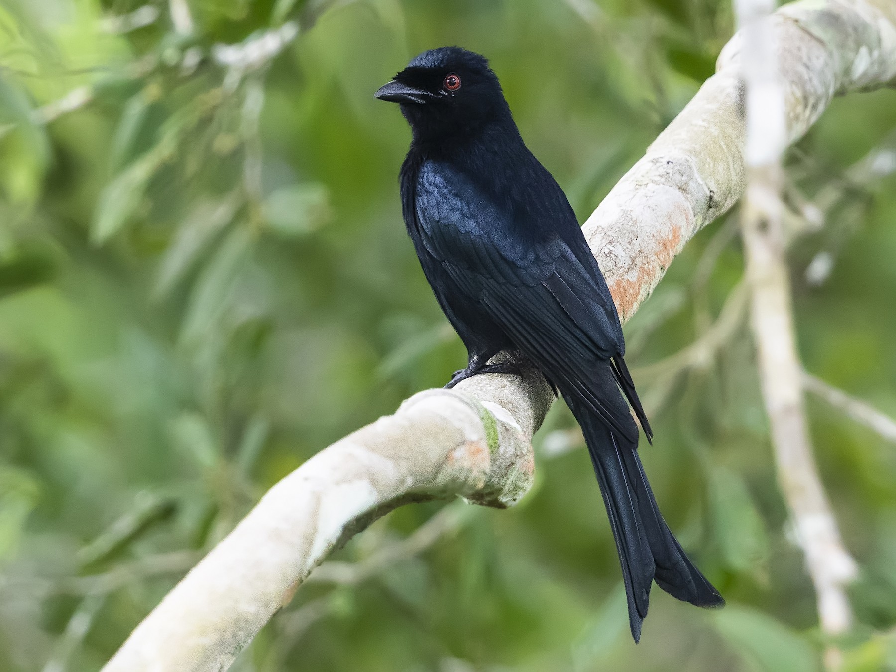 Drongo Modesto - eBird