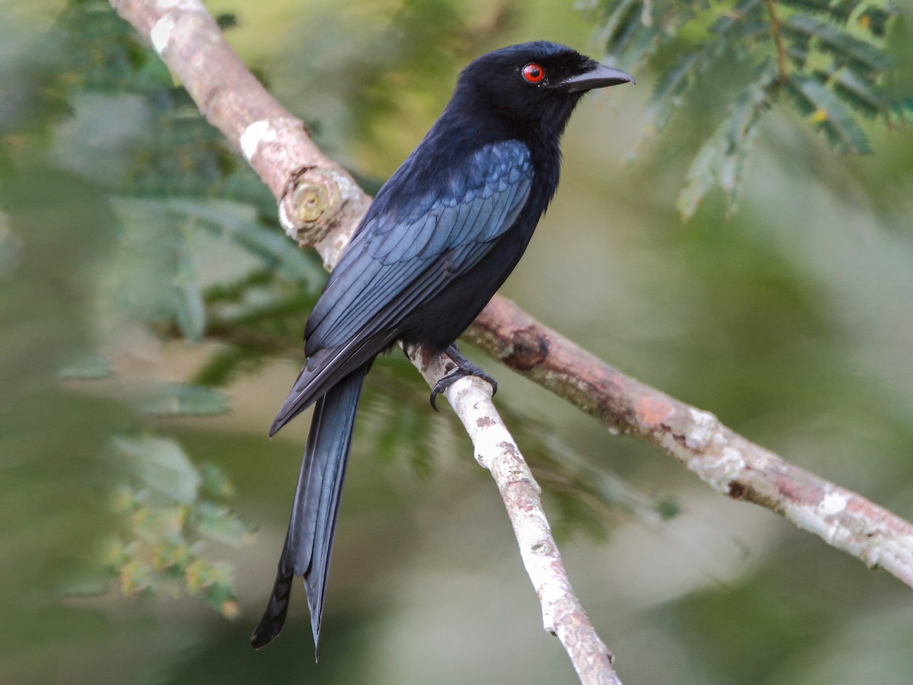 Velvet-mantled Drongo - eBird