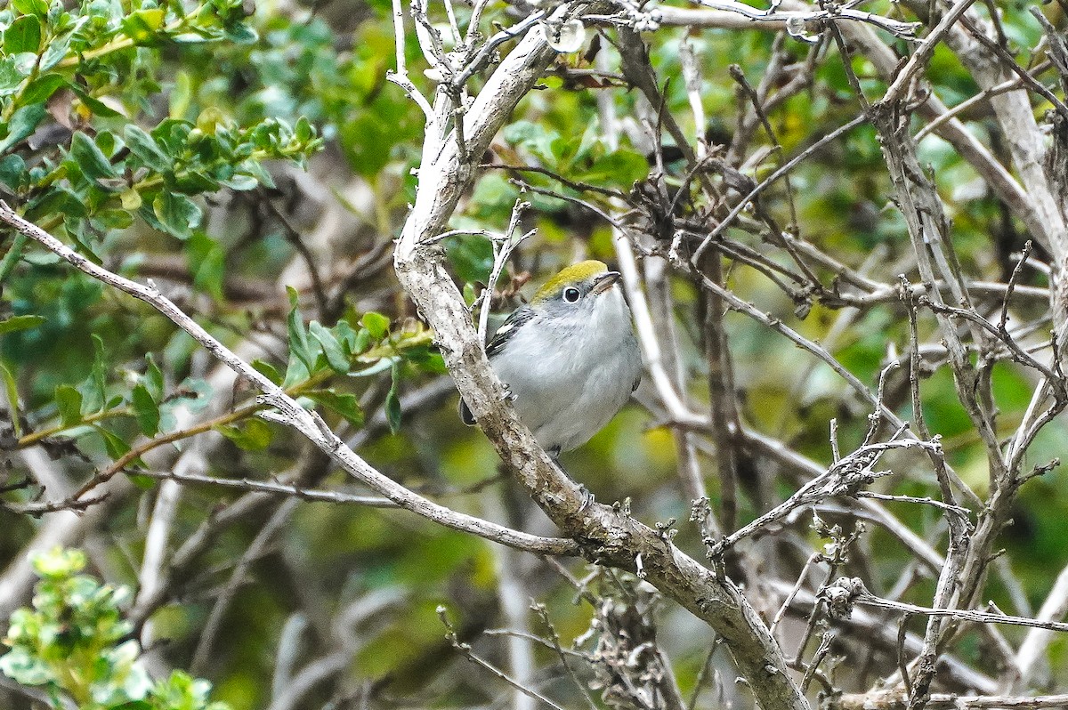 eBird Checklist - 15 Sep 2023 - Rodeo Lagoon - 59 species