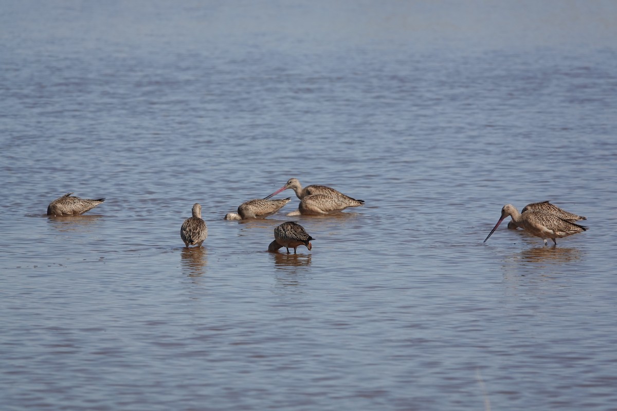 eBird Checklist - 15 Sep 2023 - Piute Ponds (permit required) - 80 species