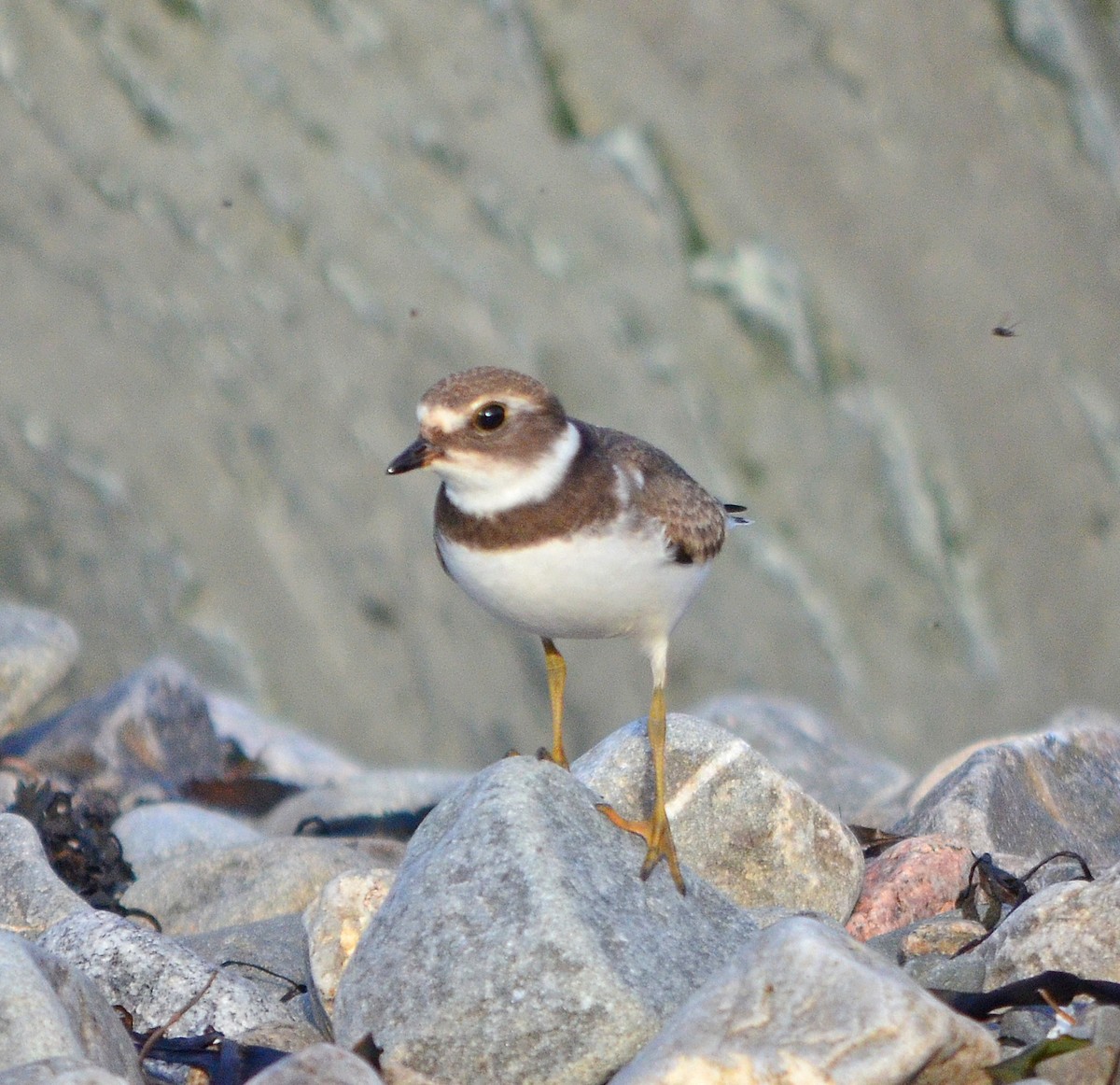 eBird Checklist - 15 Sep 2023 - Quai, Pointe-au-Père - 5 species