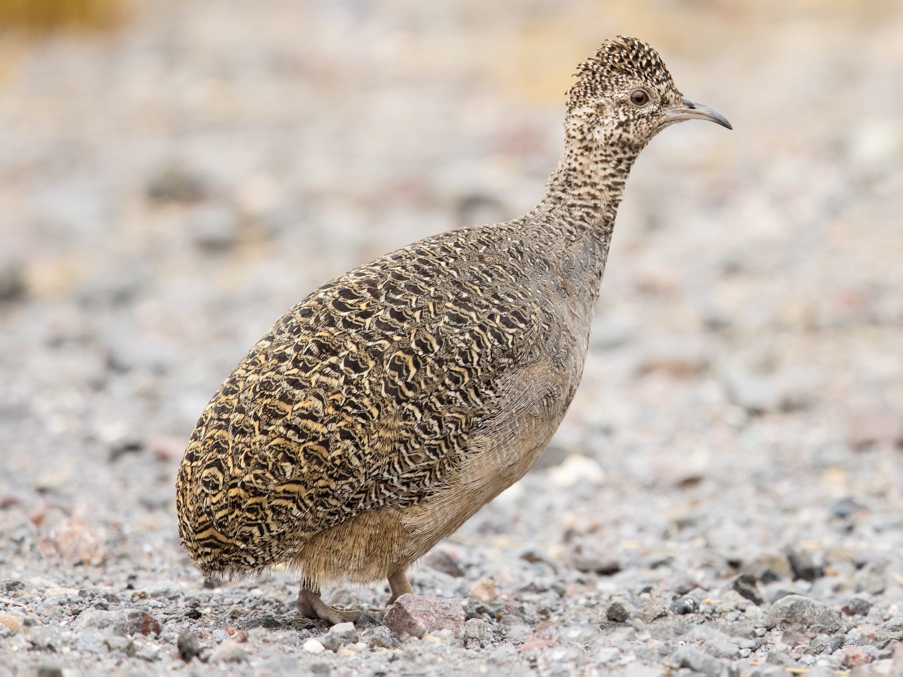 Ornate Tinamou - eBird