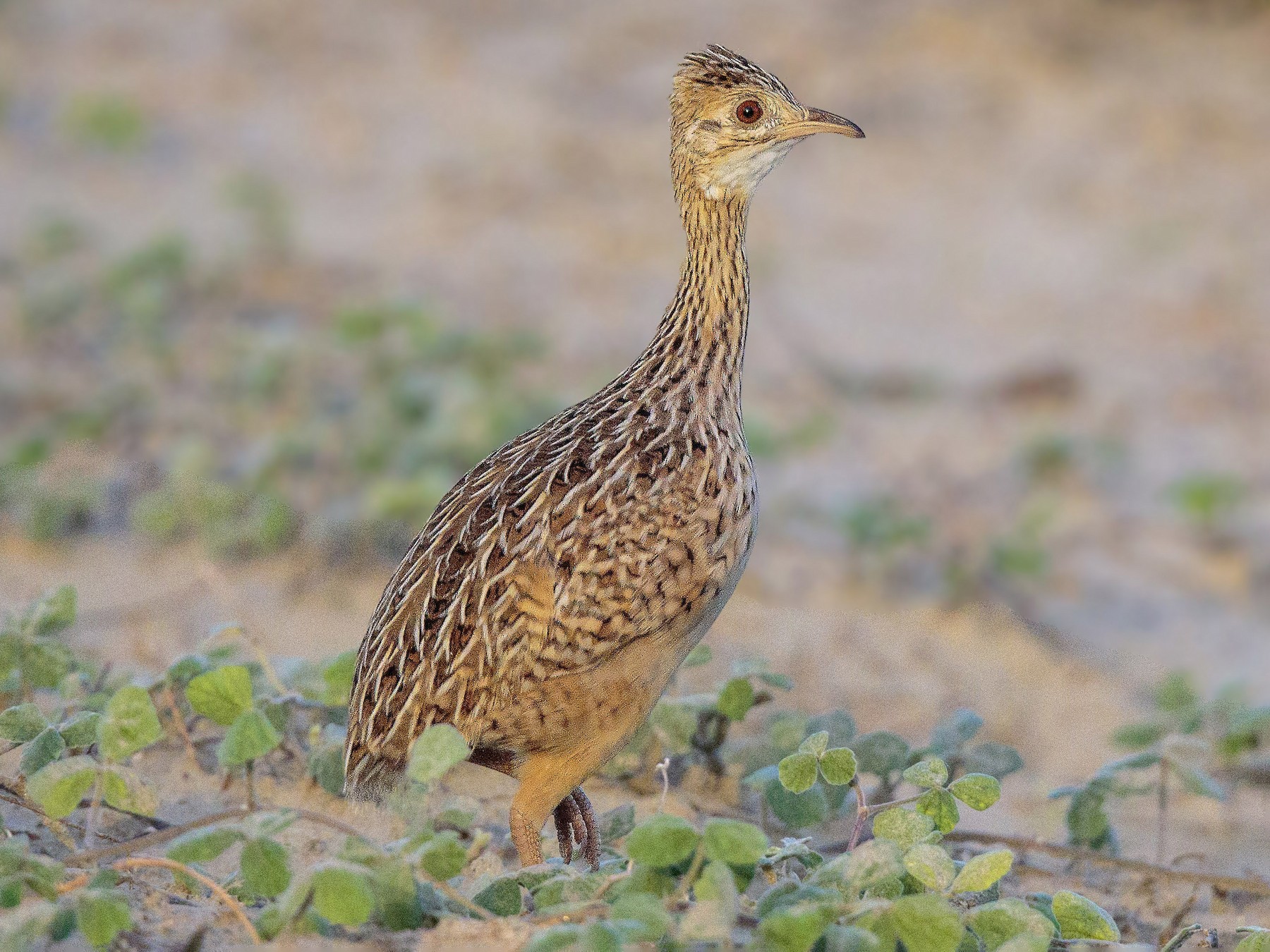White-bellied Nothura - eBird