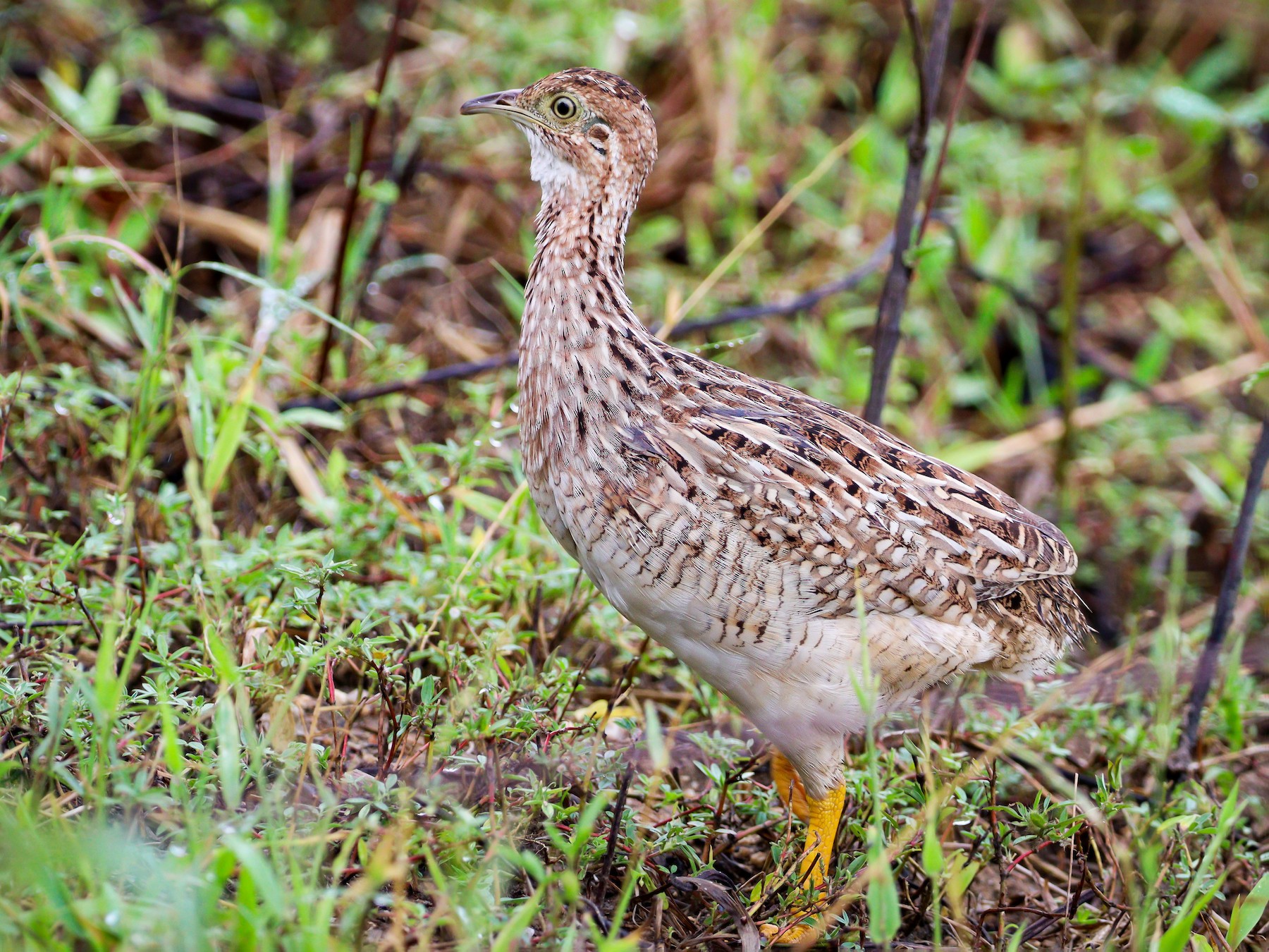 Perdiz chaqueña - eBird