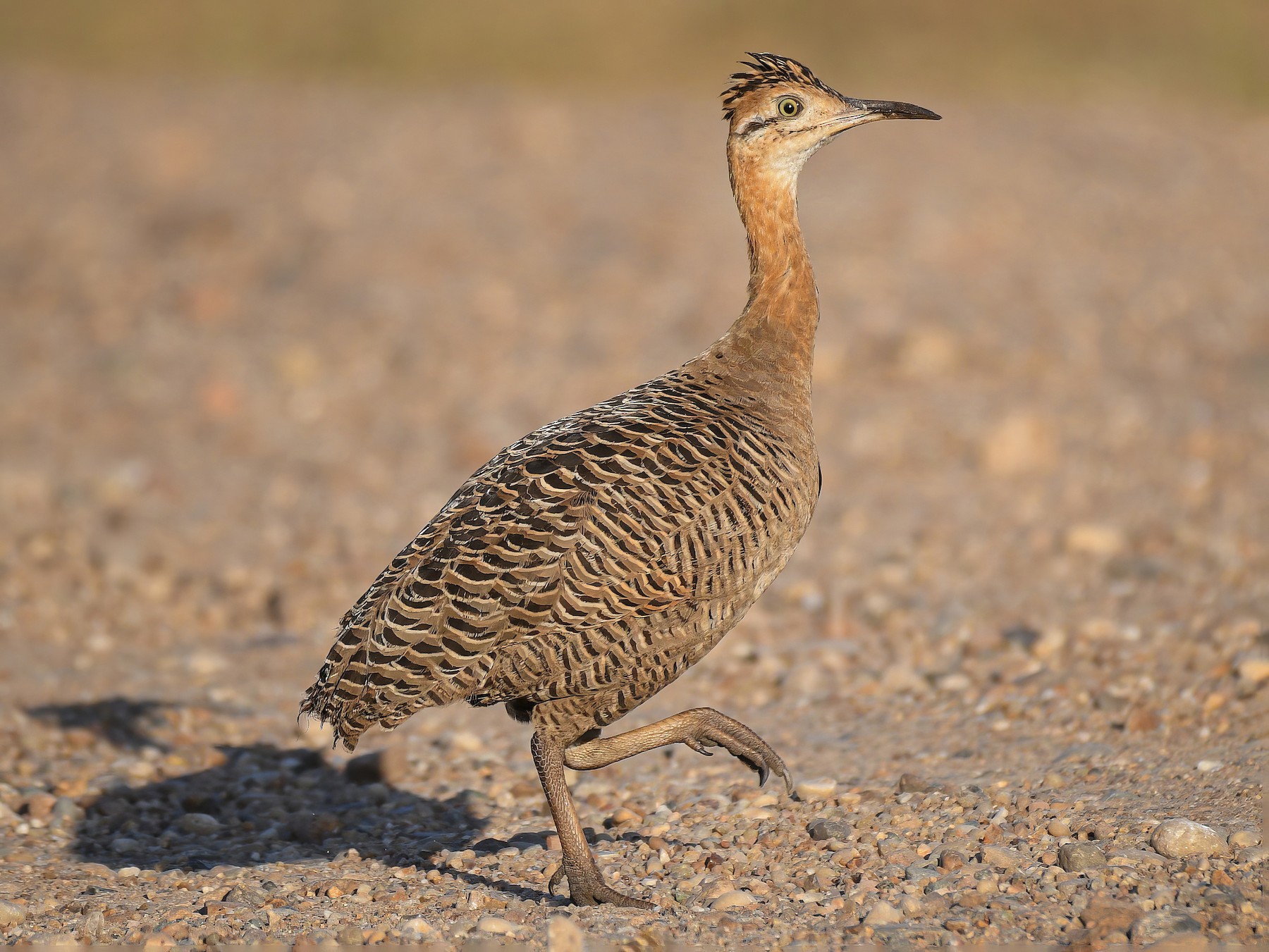 Red-winged Tinamou - eBird