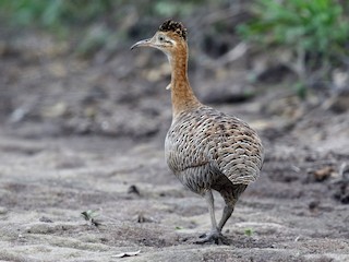 perdiz - eBird
