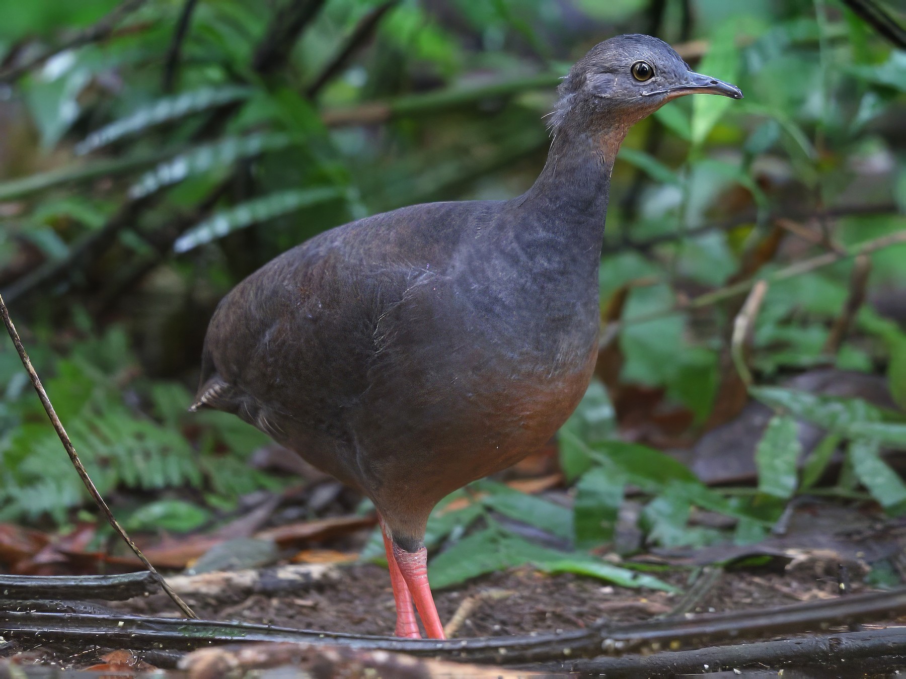 Tinamou à calotte noire - eBird