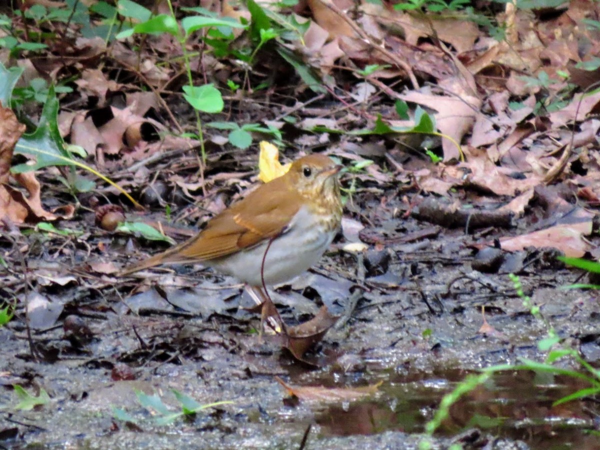 eBird Checklist - 15 Sep 2023 - Rocky Point State Pine Barrens Preserve ...