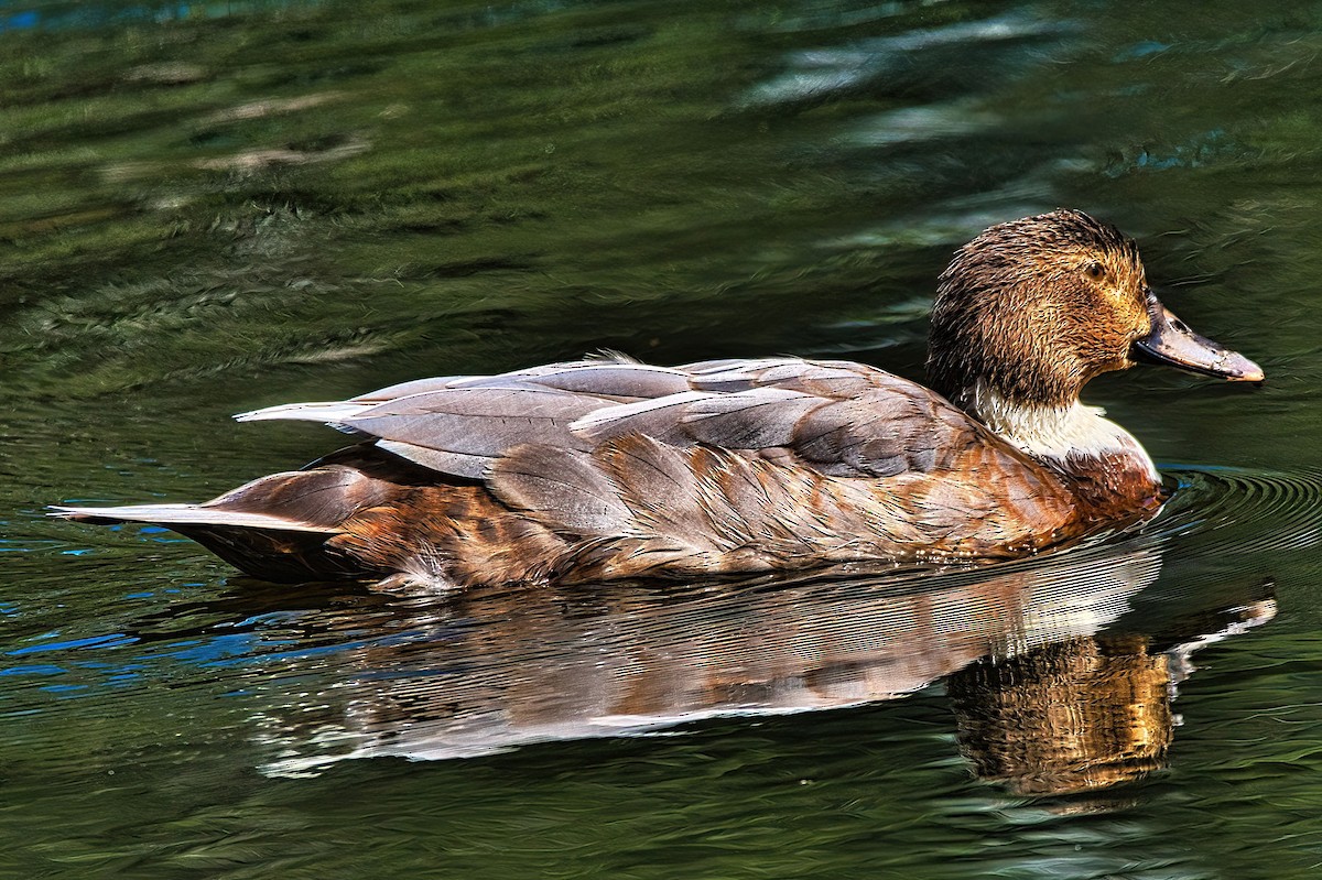 eBird Checklist - 16 Sep 2023 - Spring Lake Springfield - 34 species