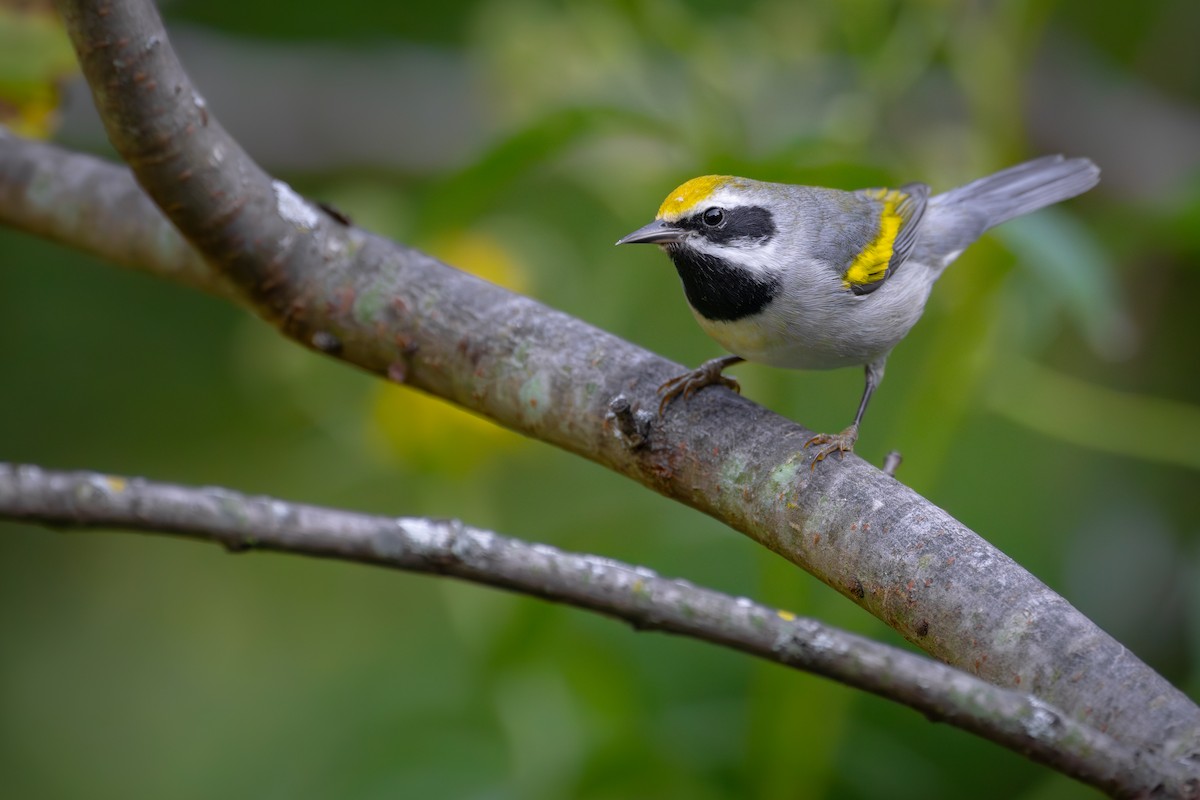 eBird Checklist - 15 Sep 2023 - Brezina Woods Forest Preserve - 34 species