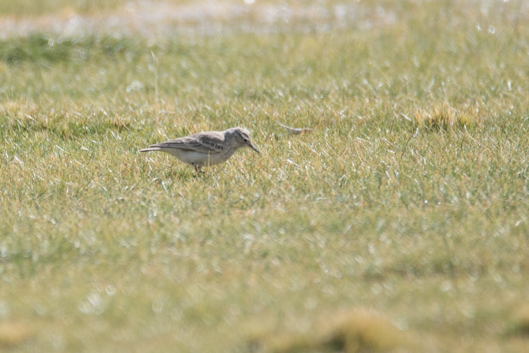 Common Miner (Altiplano) - eBird
