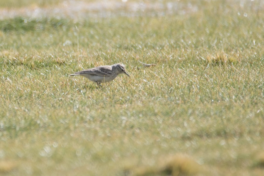 Common Miner (Altiplano) - eBird