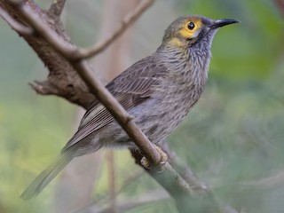 Kadavu Honeyeater - eBird