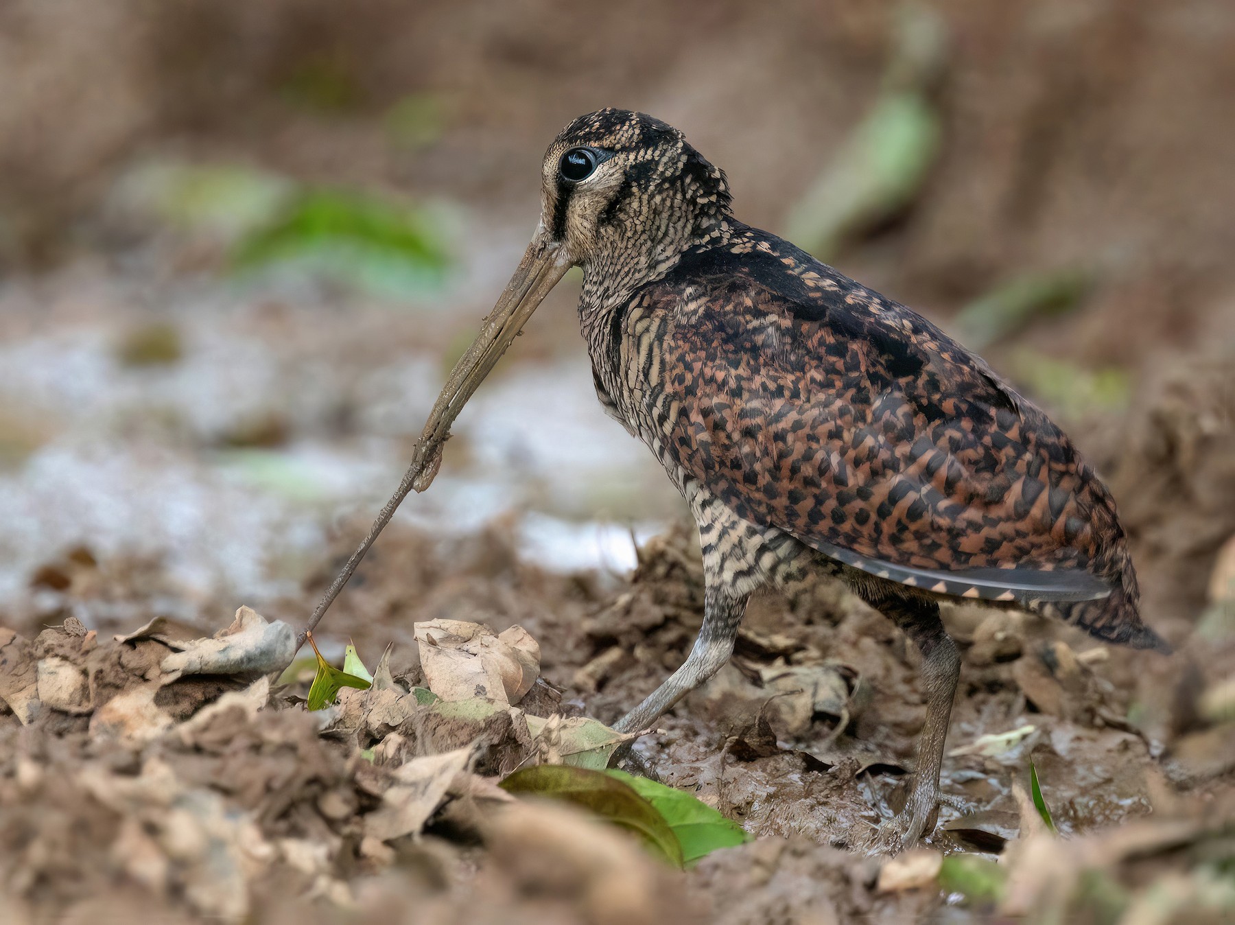 Bukidnon Woodcock - eBird