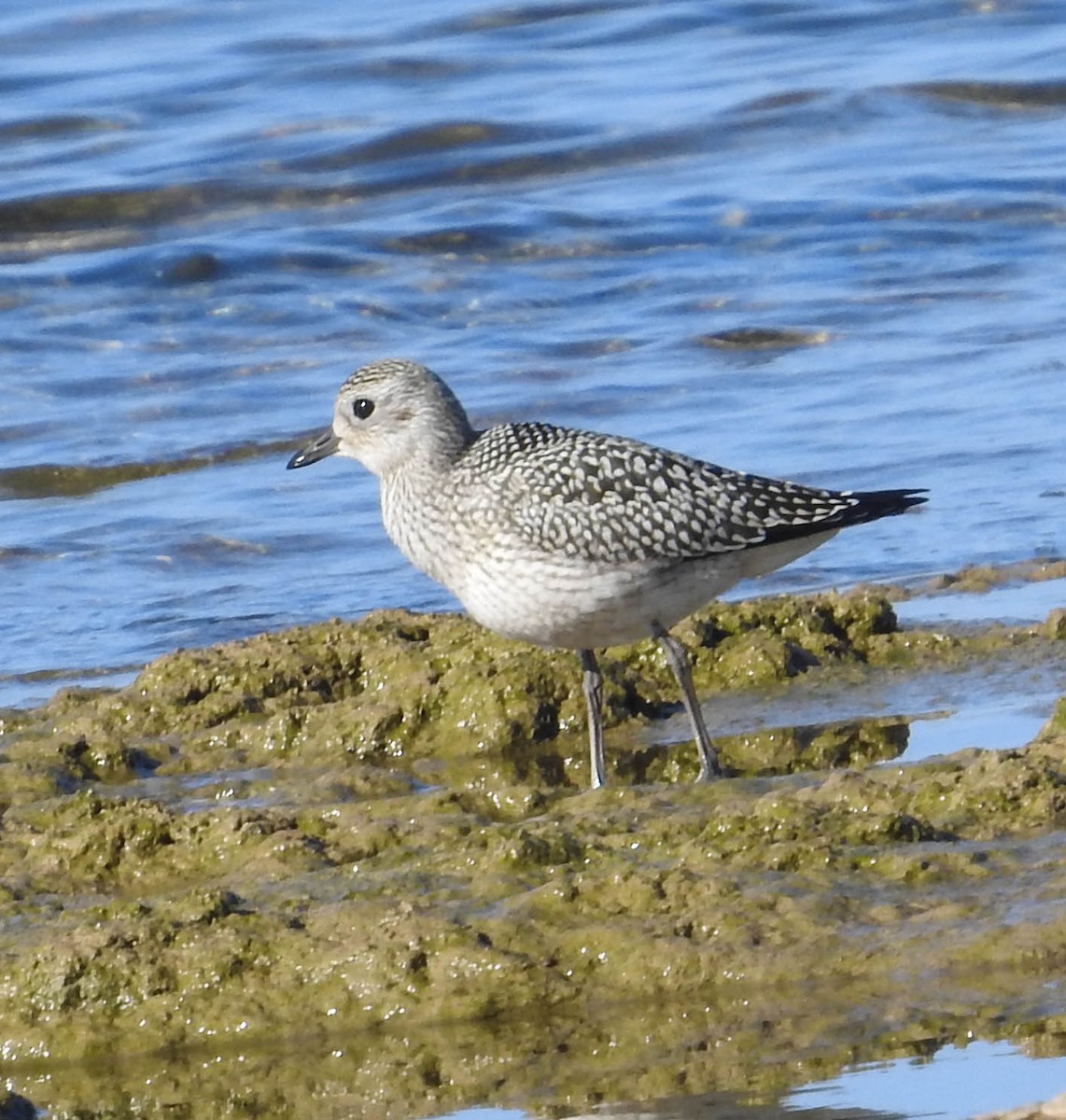 eBird Checklist - 16 Sep 2023 - Port Colborne--Morgan's Point CA - 14 ...