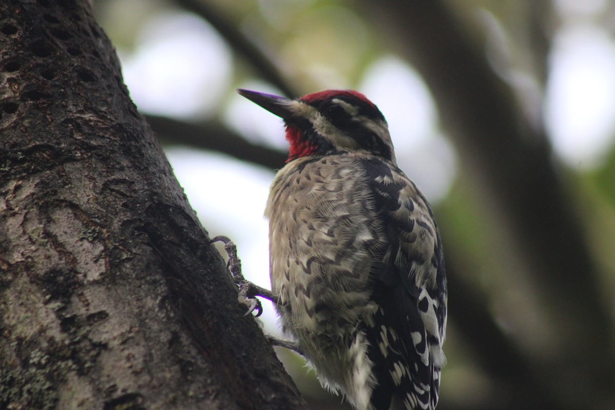 eBird Checklist - 16 Sep 2023 - Chippewa Nature Center - 21 species
