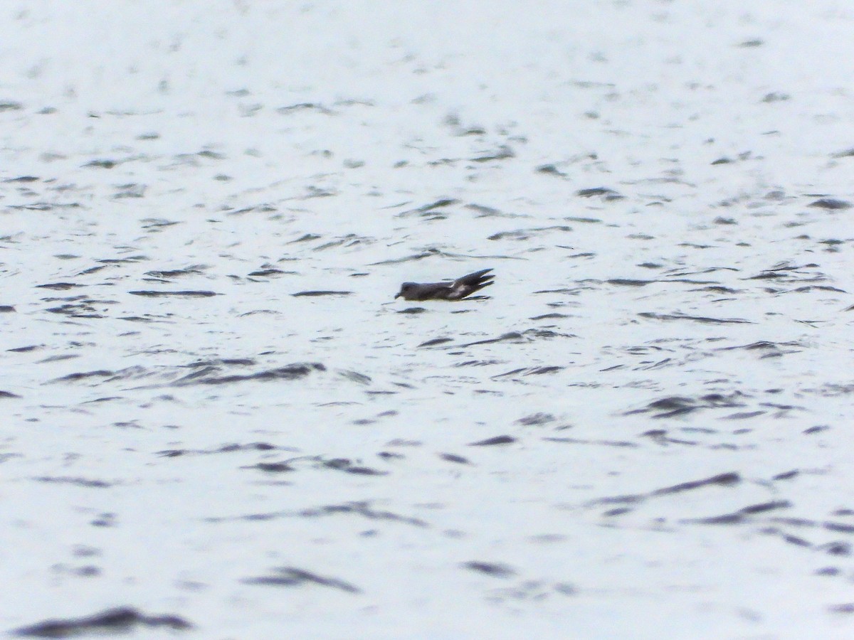 eBird Checklist - 16 Sep 2023 - Upper Baker Pond - 1 species