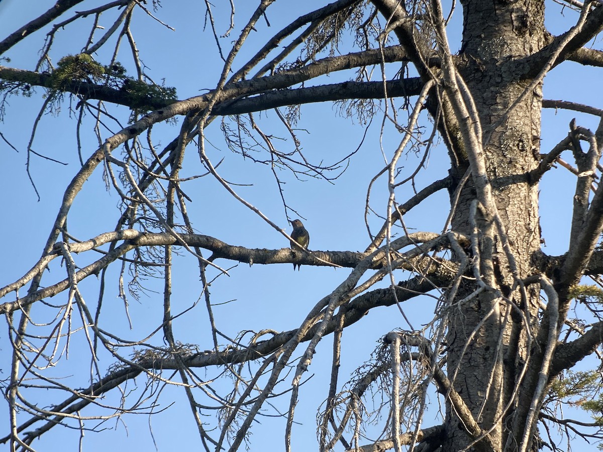 eBird Checklist - 16 Sep 2023 - Mountain View 4x4 Trailhead (Migration ...