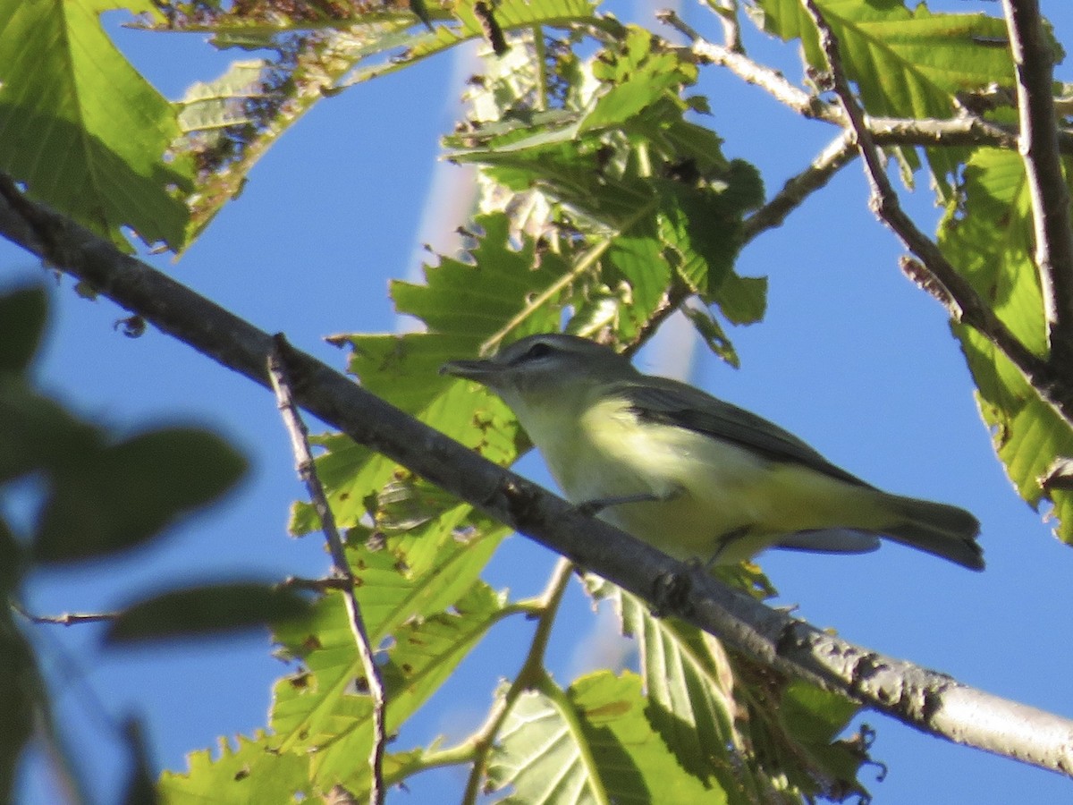 eBird Checklist - 16 Sep 2023 - Shenandoah NP--Pass Mountain Overlook ...