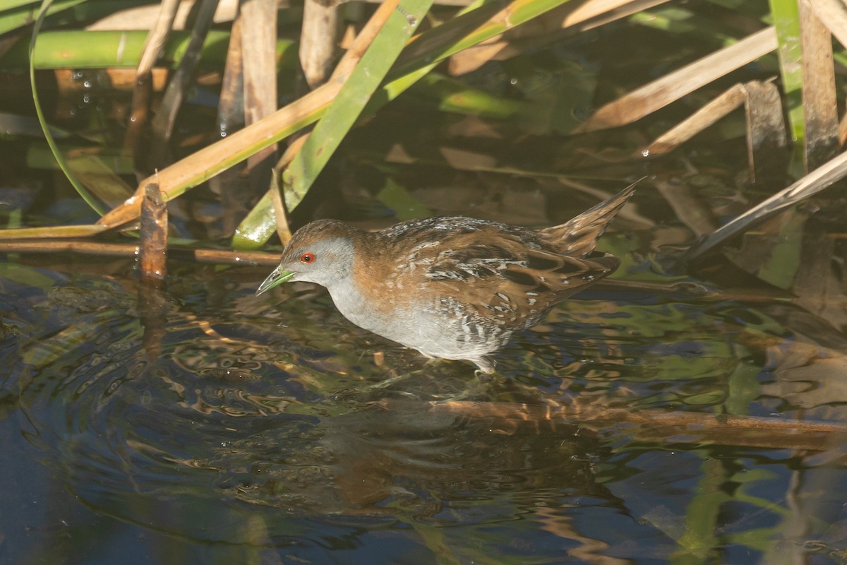 eBird Checklist - 17 Sep 2023 - Coombs pond - 11 species