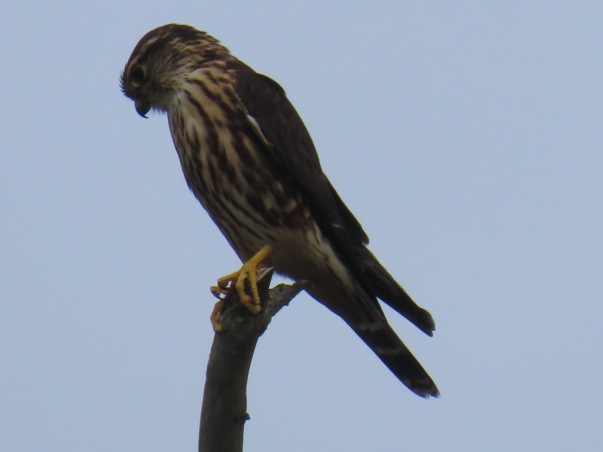 eBird Checklist - 16 Sep 2023 - Island Beach SP (please consider using more specific locations ...