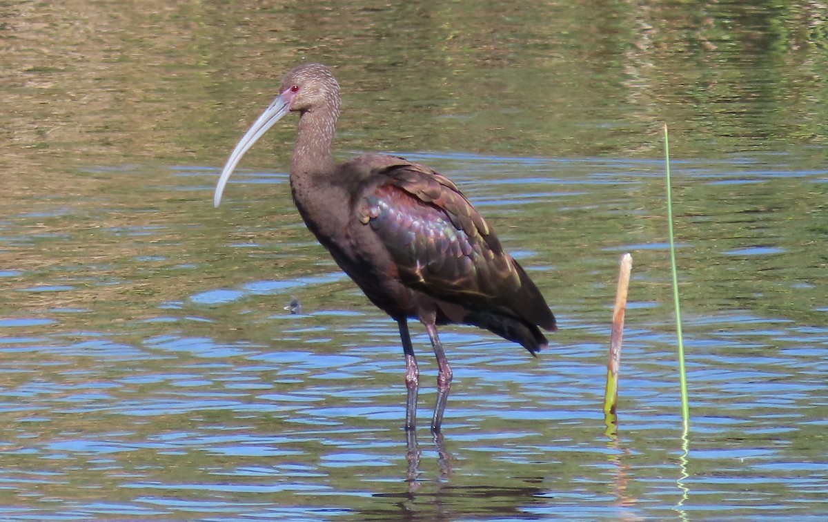 eBird Checklist - 16 Sep 2023 - Lake Capote - 40 species