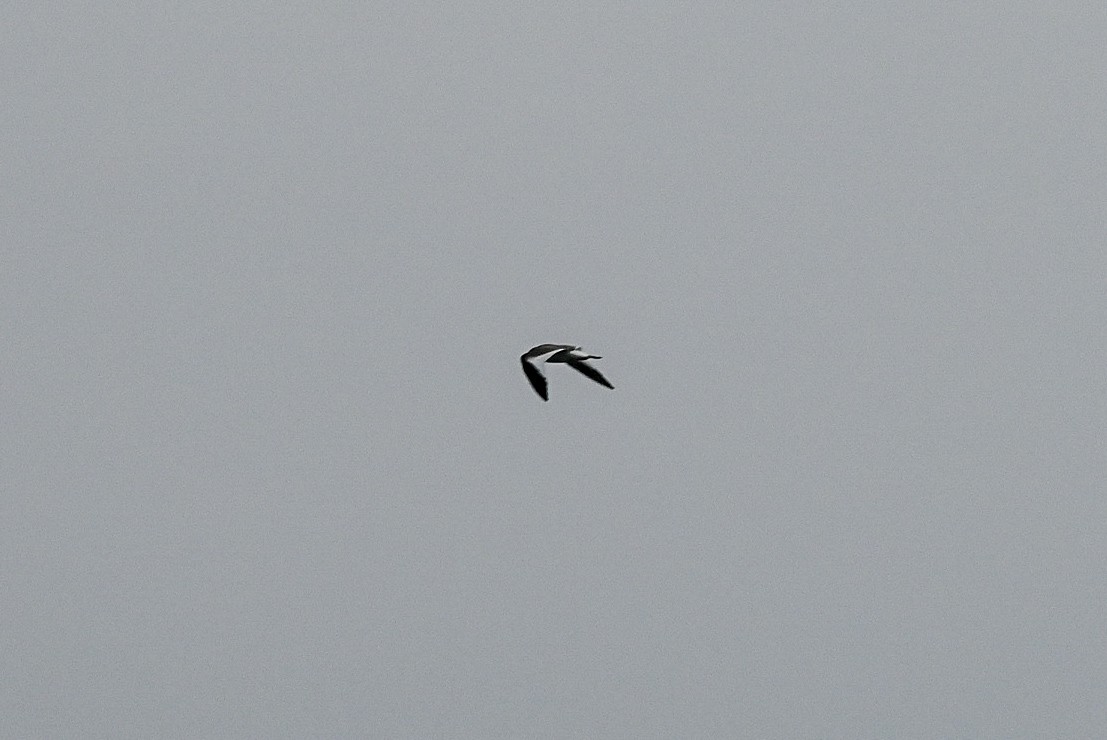 eBird Checklist - 17 Sep 2023 - Lake Norman — Governor’s Island - 5 species