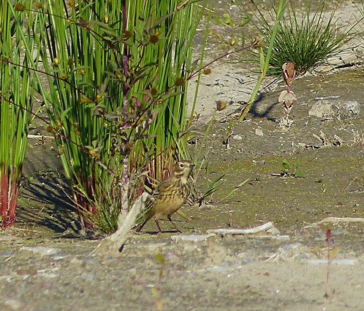 eBird Québec Checklist - 17 Sep 2023 - Sentier des élections - 18 species