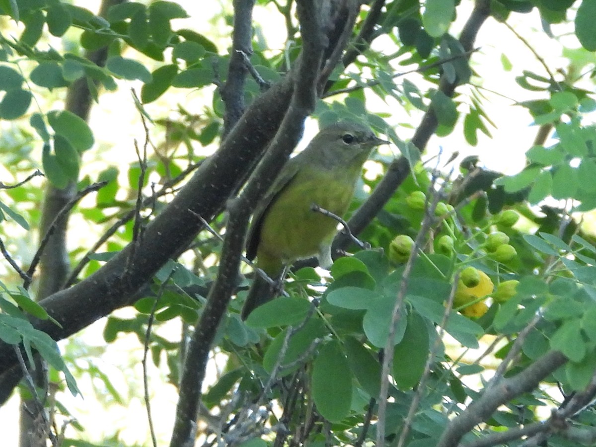 eBird Checklist - 17 Sep 2023 - Griffin Riley home - 20 species