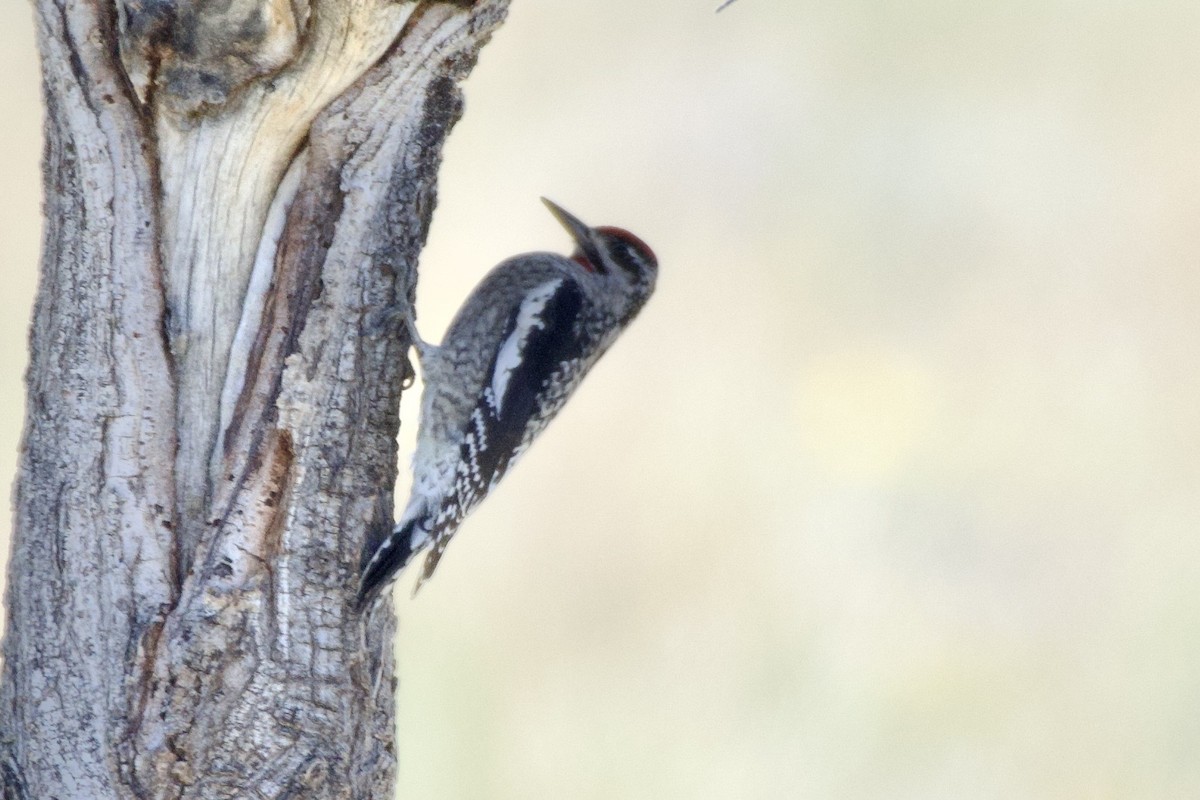 eBird Checklist - 17 Sep 2023 - Brett Gray Ranch--Brett Gray Res ...