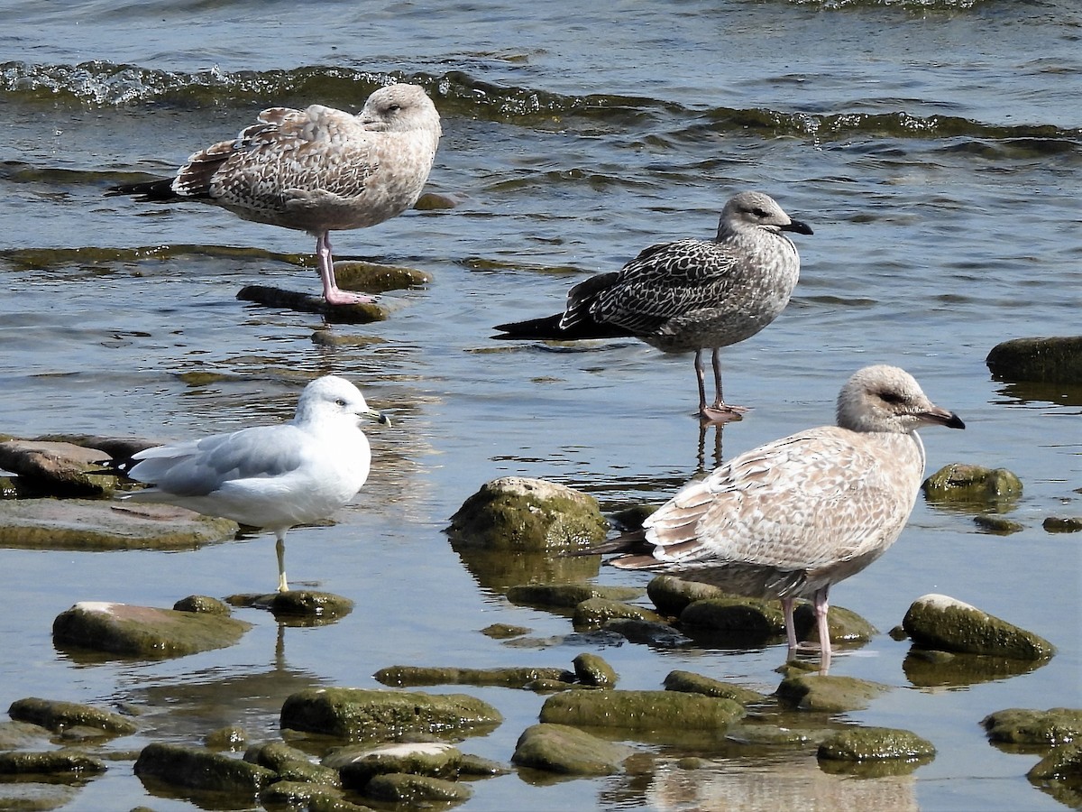 eBird Checklist - 17 Sep 2023 - Oakville--Bronte Harbour - 6 species