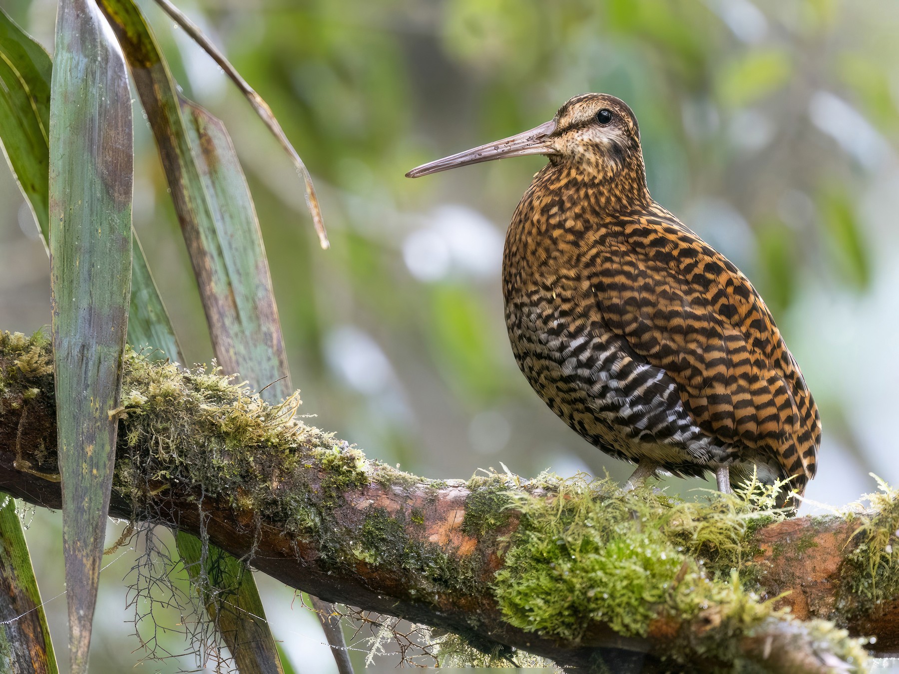 Imperial Snipe - eBird