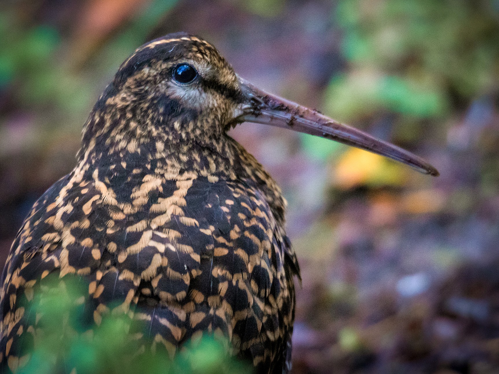 Imperial Snipe - eBird