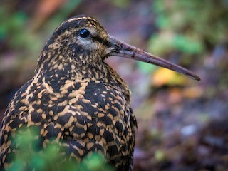 Imperial Snipe - eBird