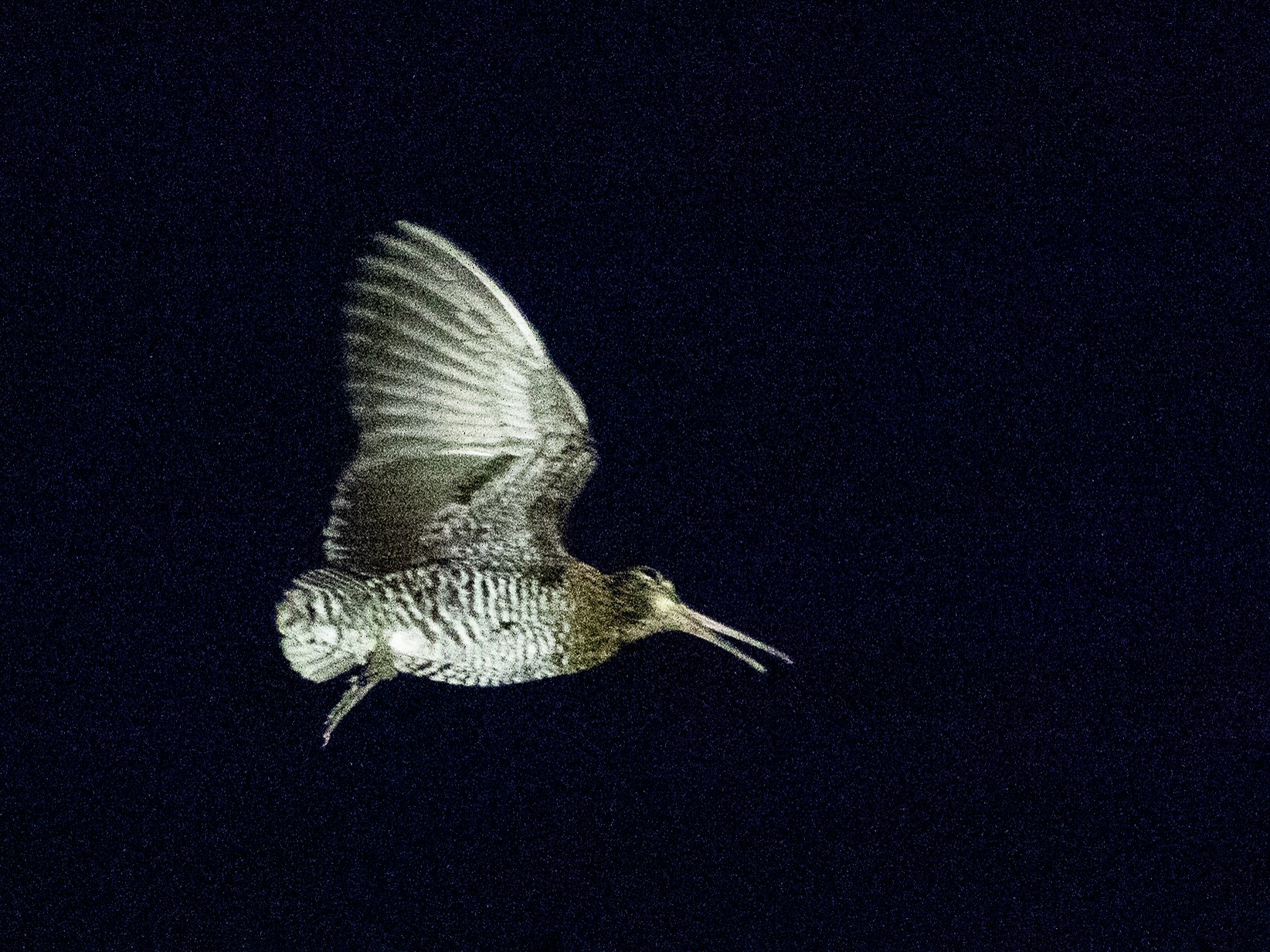 Imperial Snipe - eBird
