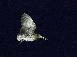 Imperial Snipe - eBird