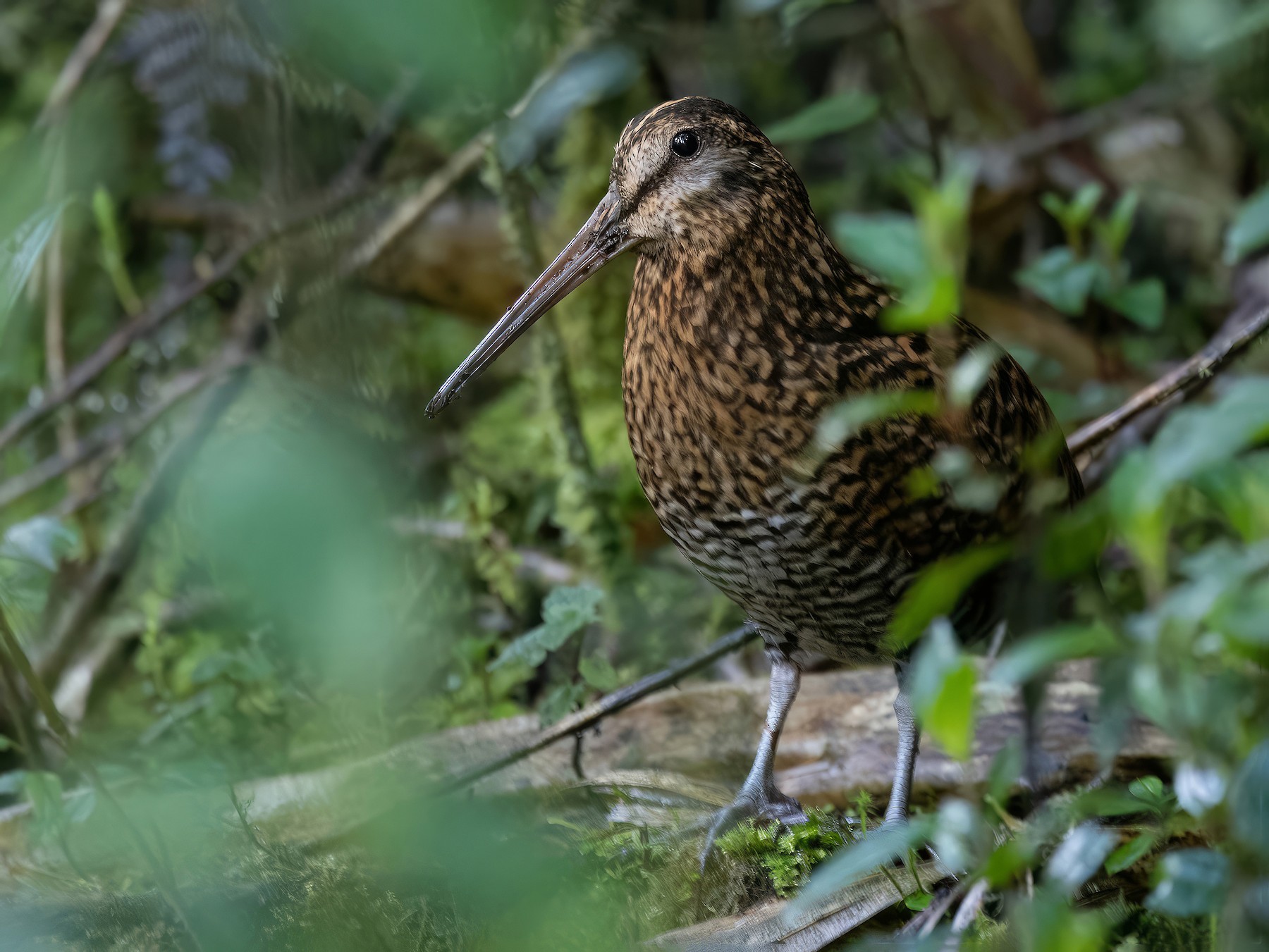 Imperial Snipe - eBird