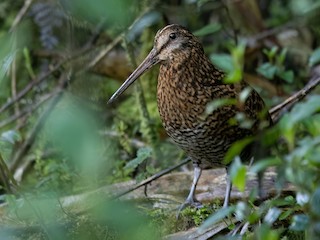 Imperial Snipe - eBird