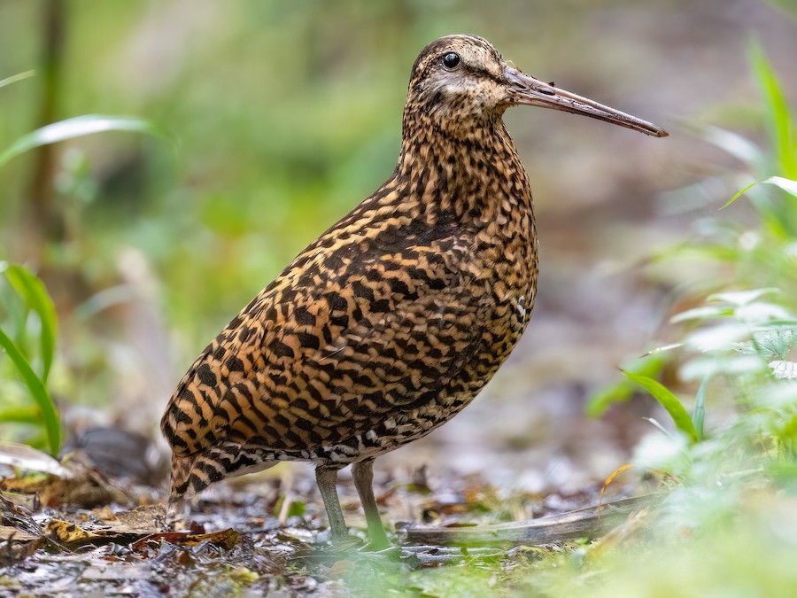 Imperial Snipe - eBird