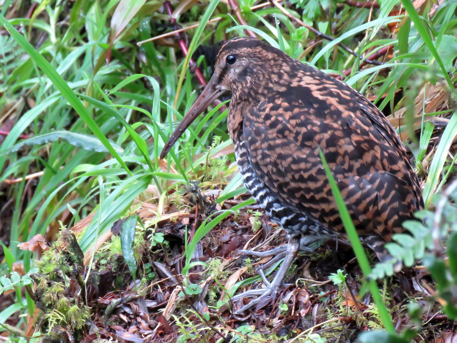 Imperial Snipe - eBird