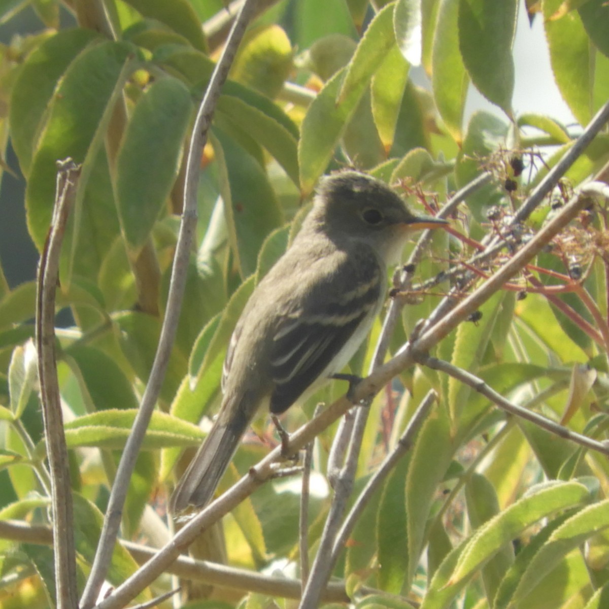 eBird Checklist - 17 Sep 2023 - Merced River--Hornitos Rd. (MRP Co ...