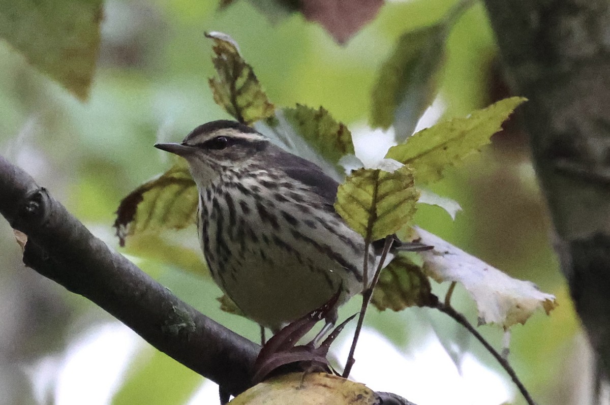 eBird Checklist - 17 Sep 2023 - Patoka River NWR--Snakey Point Marsh ...