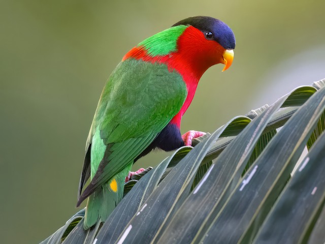 Photos Collared Lory Vini solitaria Birds of the World